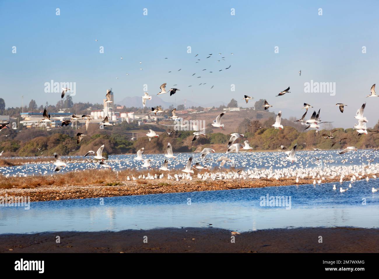 Beach chile concon hi-res stock photography and images - Alamy