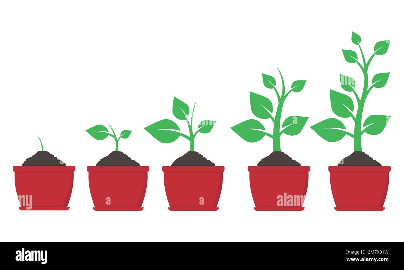 Growth of plant in pot. Vector illustration. Eps 10 Stock Vector Image ...