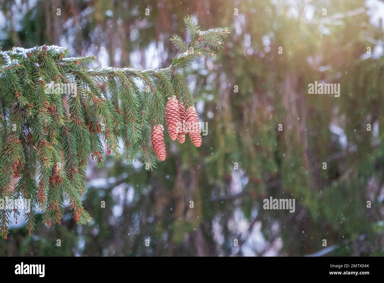 Green spruce branches with needles and many cones in winter. Many cones ...