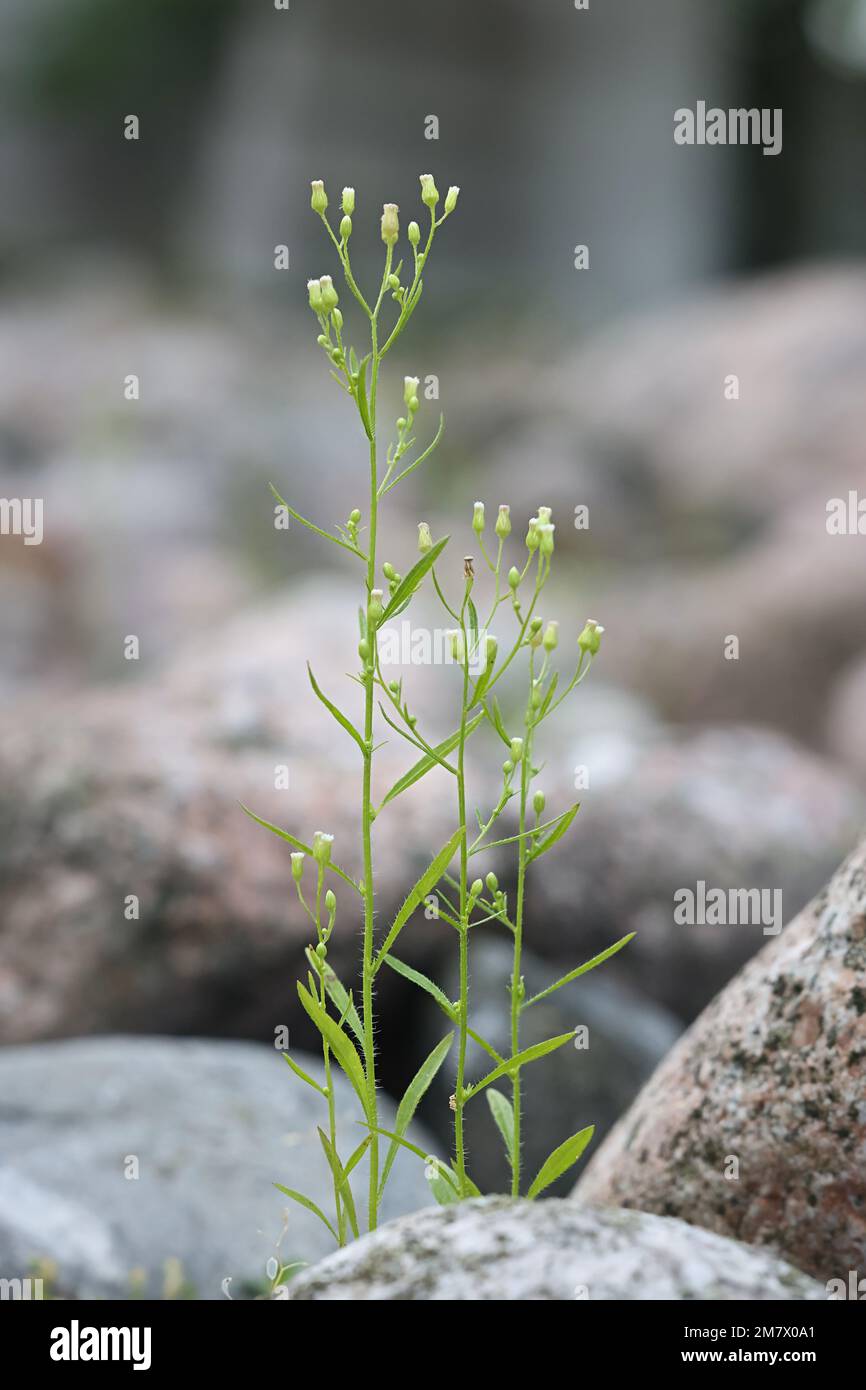 Canadian Fleabane, Erigeron canadensis, also known as Butterweed ...