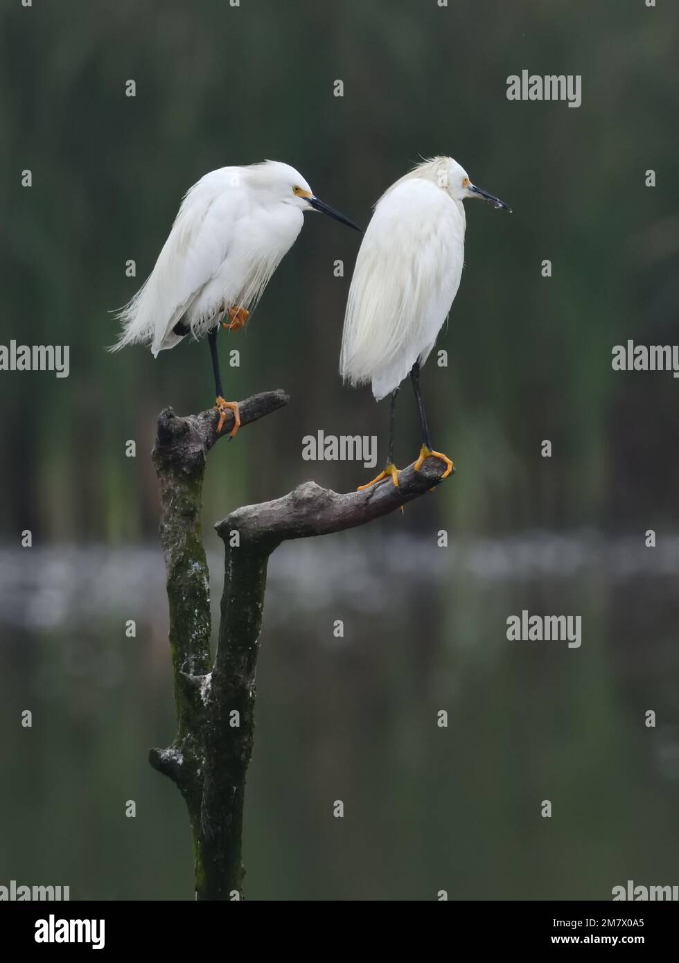 Two snowy egrets (Egretta thula) on a tree stump in a shallow pool. They displays the elegant ...