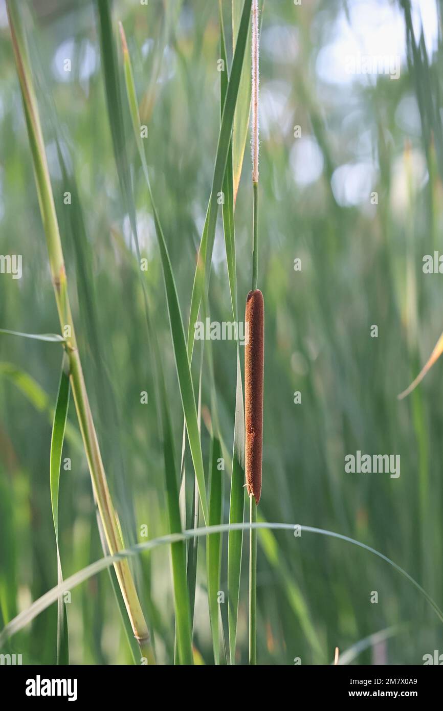 Lesser bulrush, Typha angustifolia, also known as narrowleaf cattail or ...