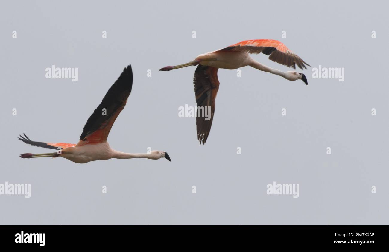 Two chilean flamingos (Phoenicopterus chilensis) in flight displaying ...