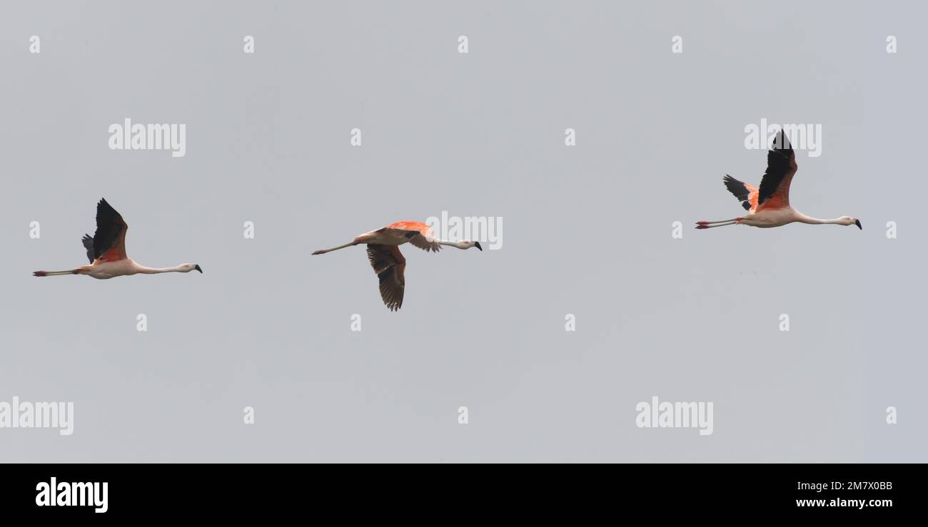 Three chilean flamingos (Phoenicopterus chilensis) in flight displaying ...
