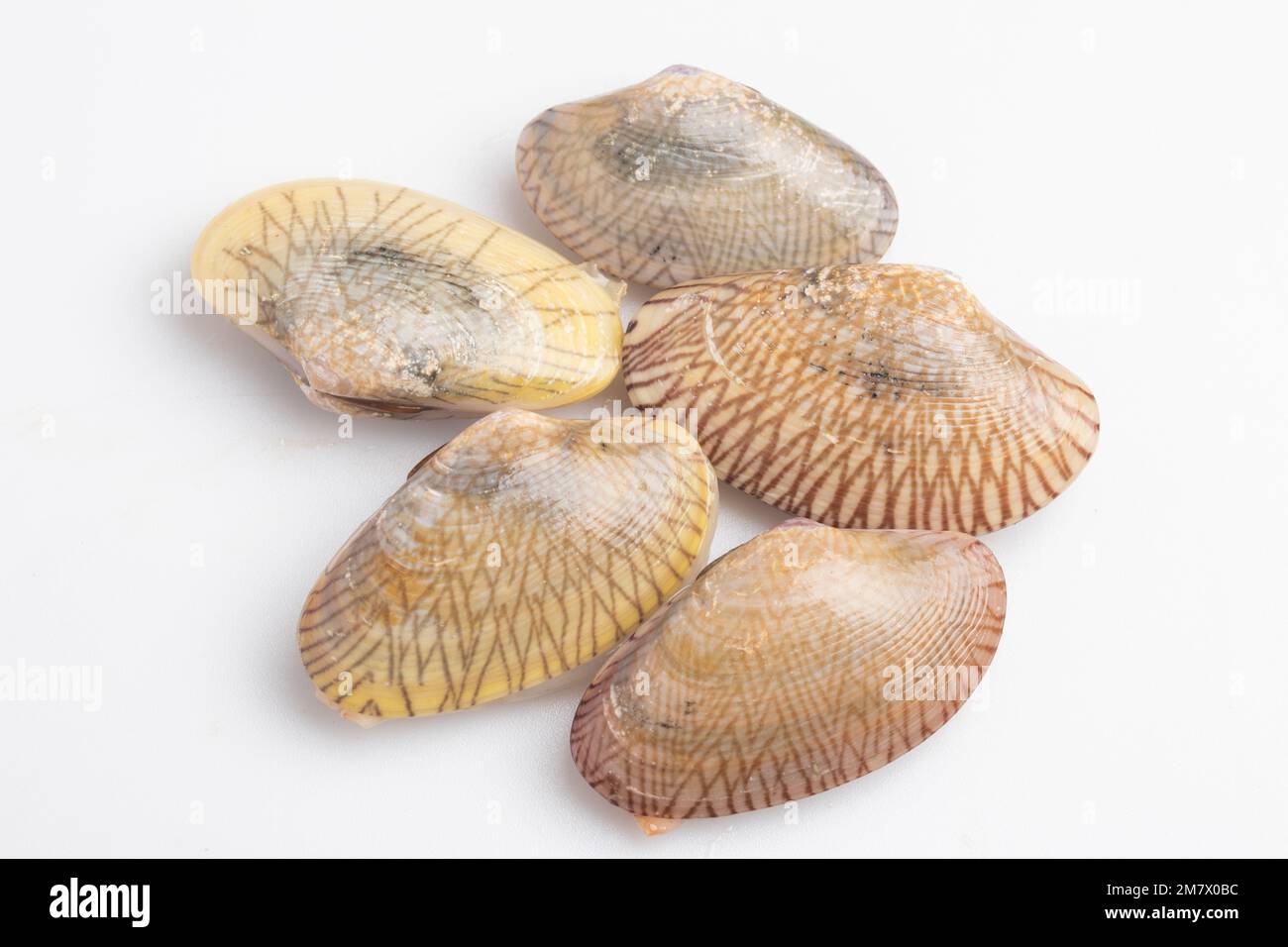 raw clams on white background Stock Photo - Alamy
