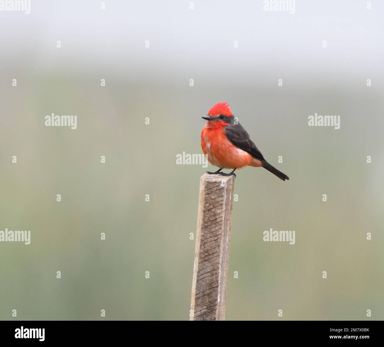 A male vermilion flycatcher (Pyrocephalus obscurus) sits on a post in a ...