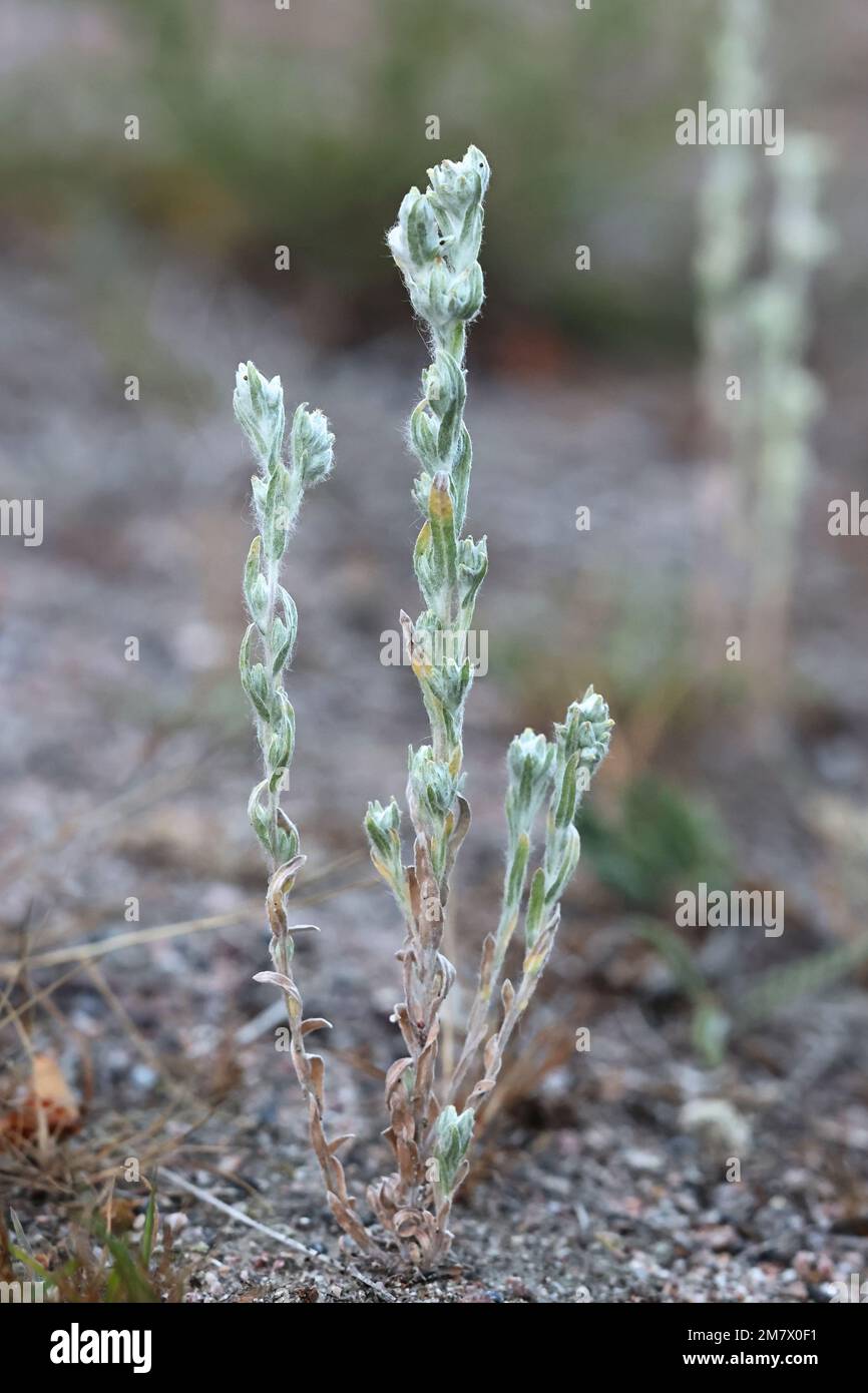 Logfia arvensis hi-res stock photography and images - Alamy