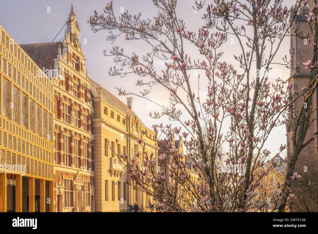 A beautiful view of a tree with pink flowers next to the Stadhuis ...