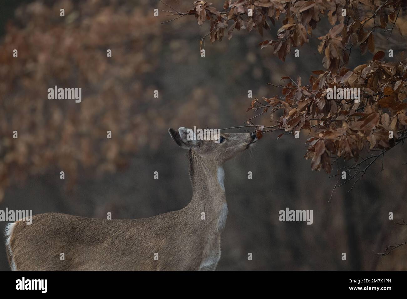 A closeup shot of a young White-tailed deer eating leaves from a tree ...