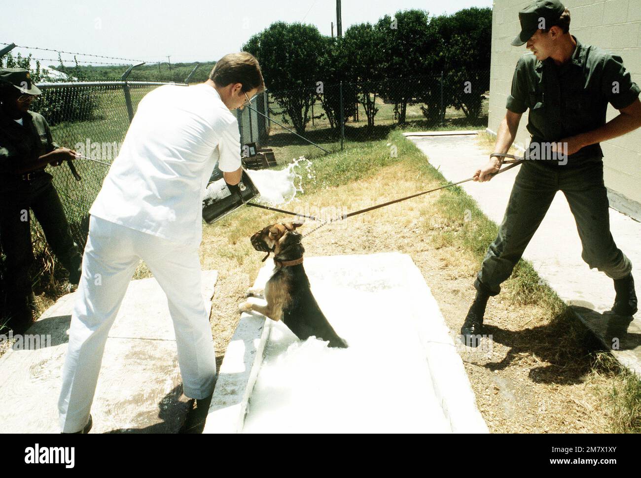 Personnel at the Department of Defense Dog Center dip a German shepherd ...