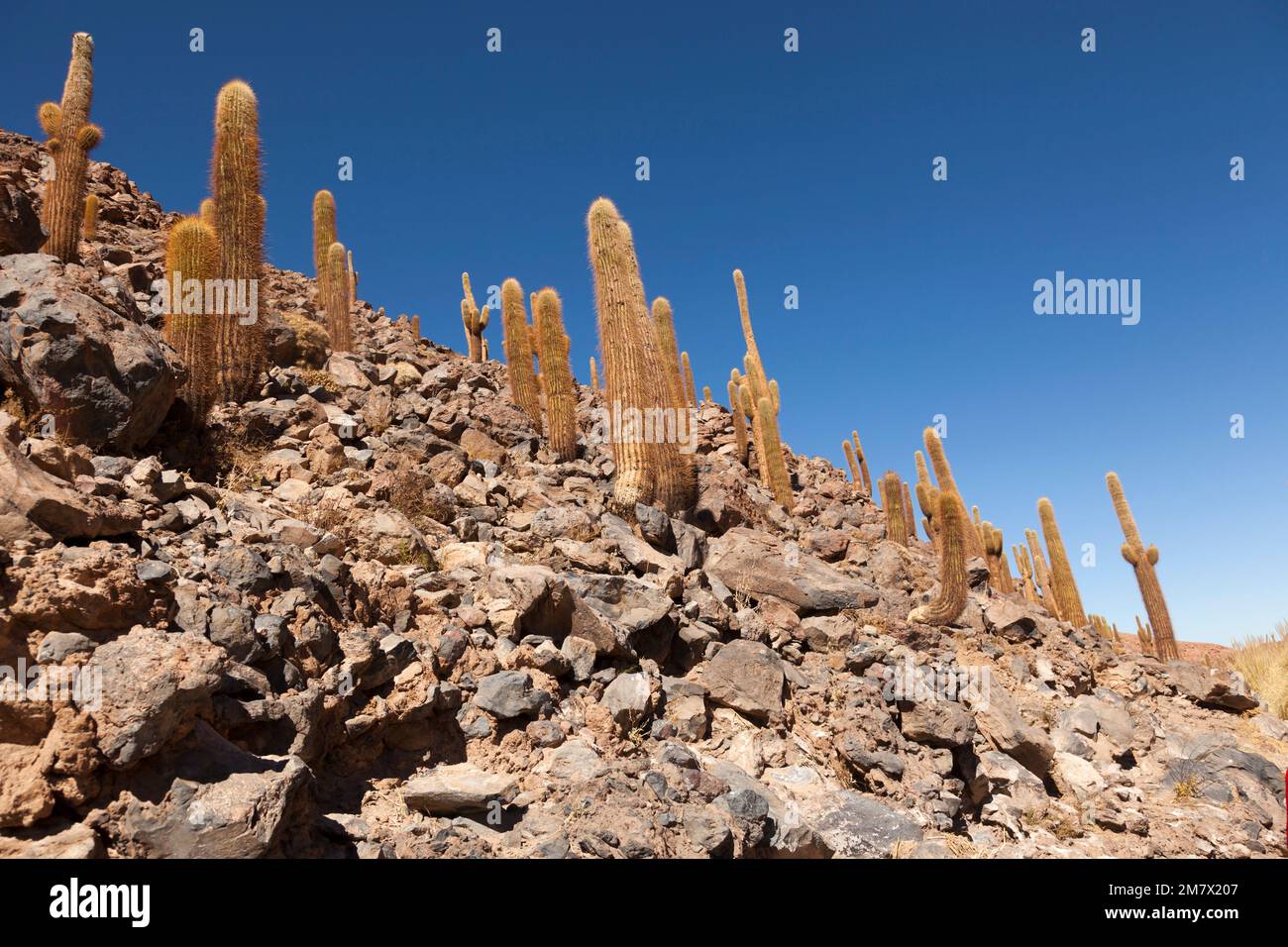 Giant Cactus in a Valley of Atacama desert Stock Photo - Alamy