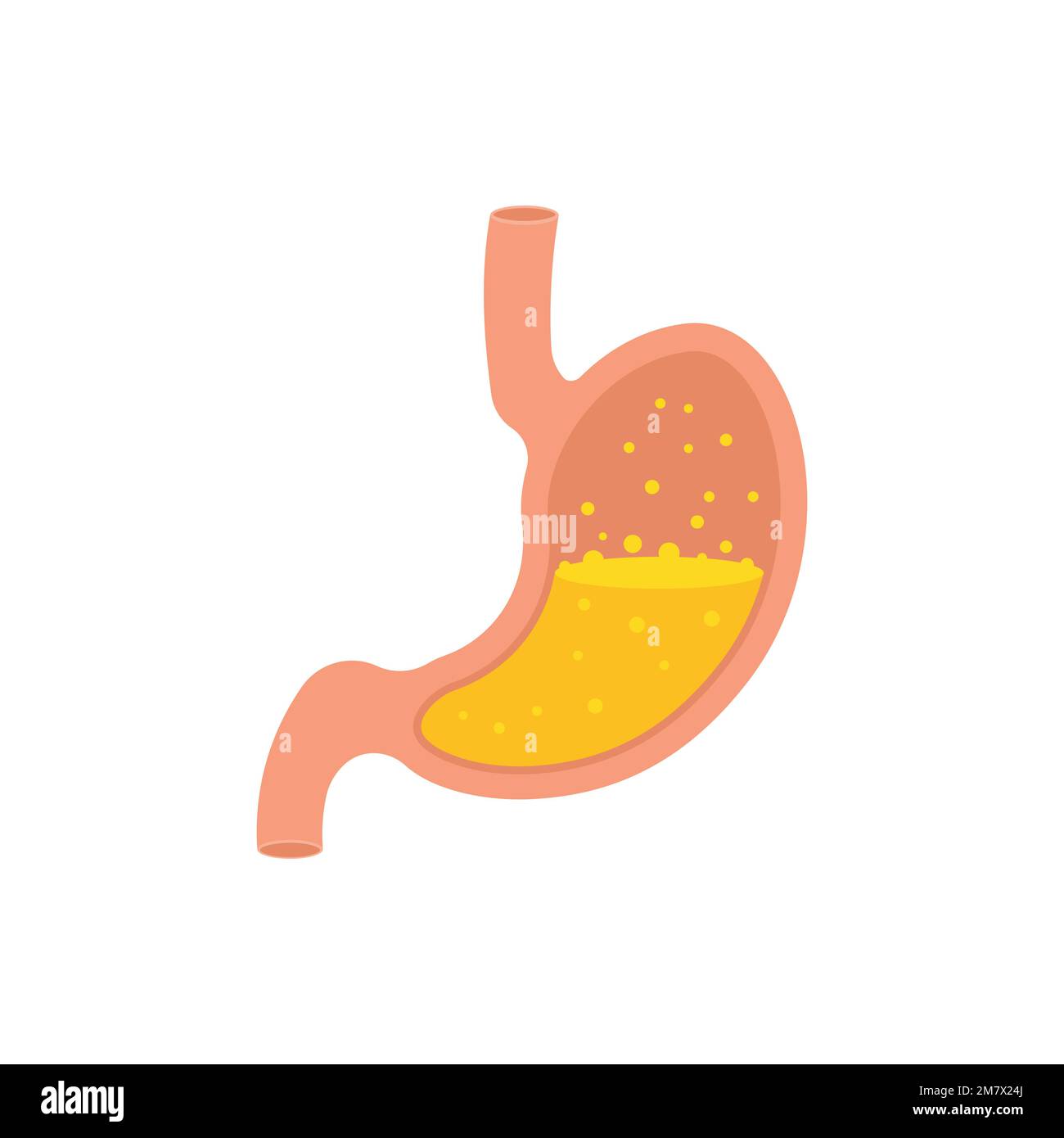 Stomach icon. Human internal organs symbol. isolated on white ...