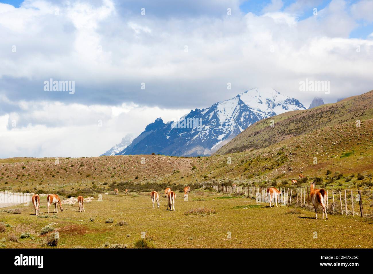 Fauna y flora y fauna hi-res stock photography and images - Alamy