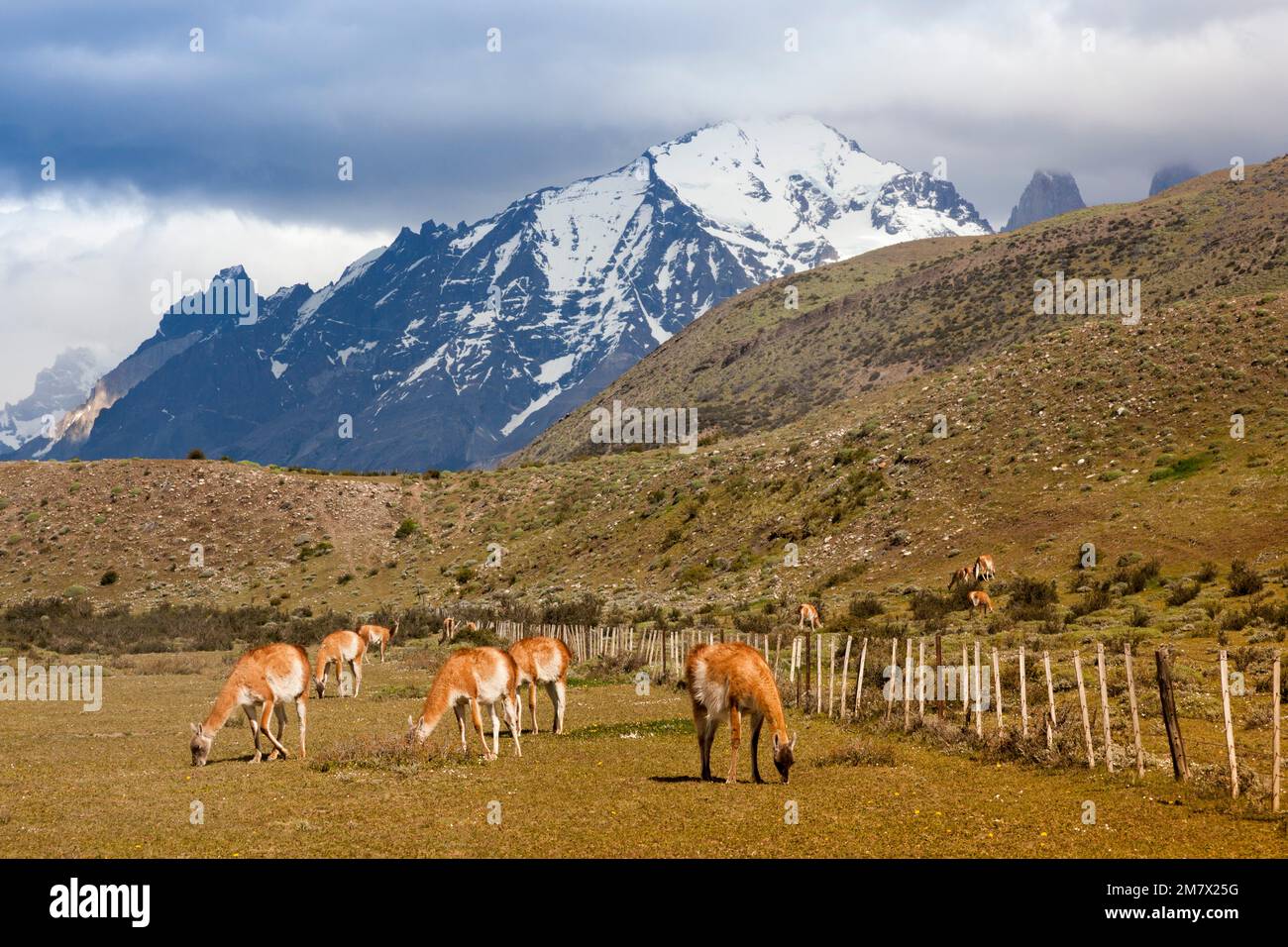 fauna and flora in Torres del Paina National Park Stock Photo - Alamy