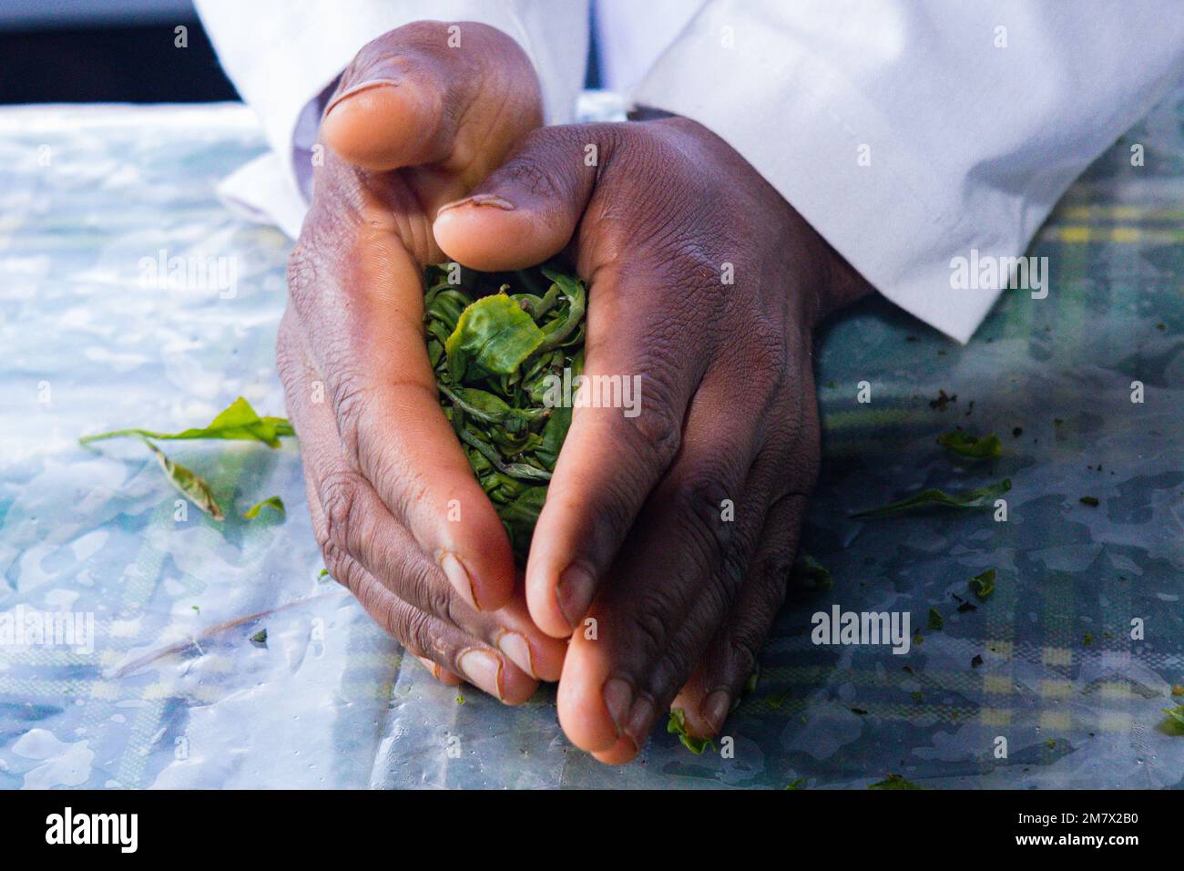 Kenyan Tea green leaves cooking drying up processing traditional way ...