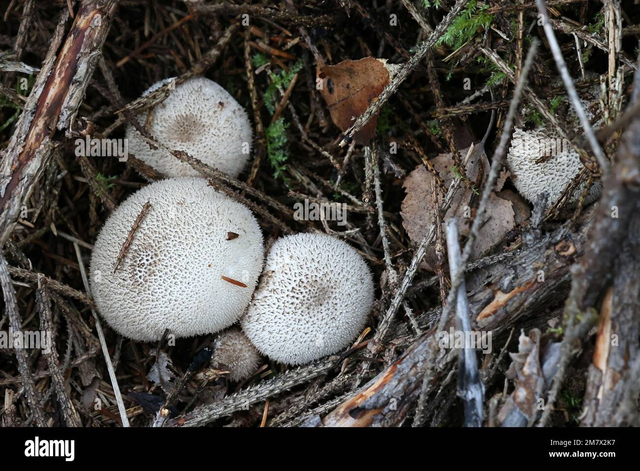 Lycoperdon nigrescens, known as dusky puffball, wild fungus from ...