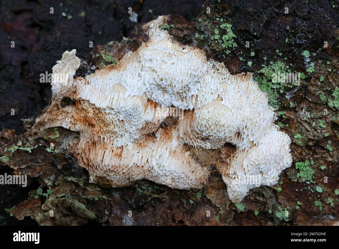 Rhodonia hi-res stock photography and images - Alamy
