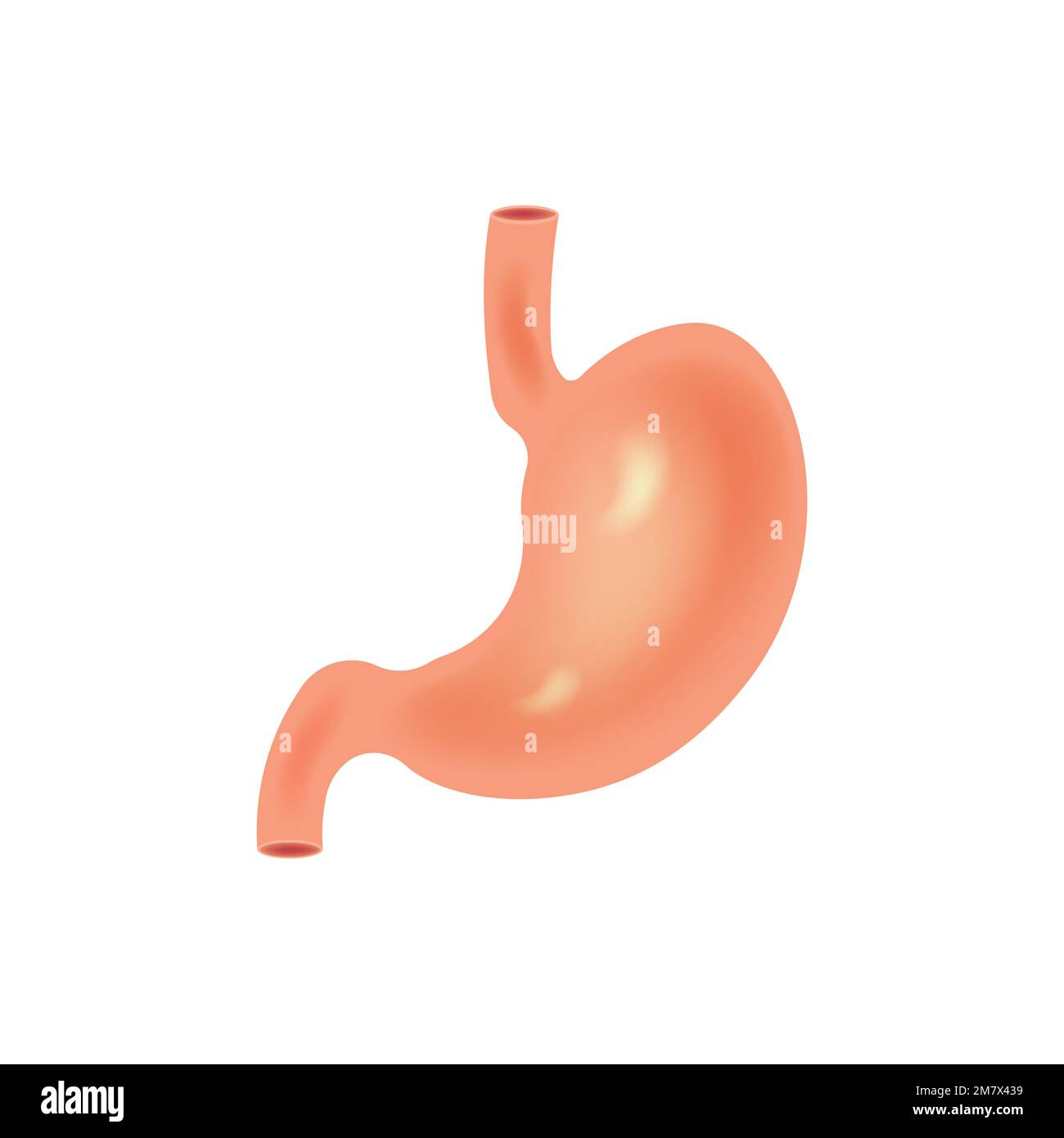Stomach icon. Human internal organs symbol. isolated on white ...