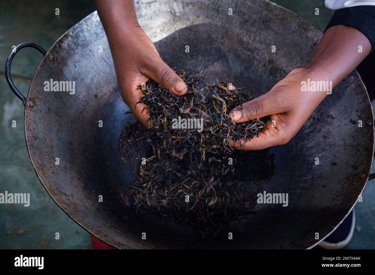 Kenyan Tea green leaves cooking drying up processing traditional way ...