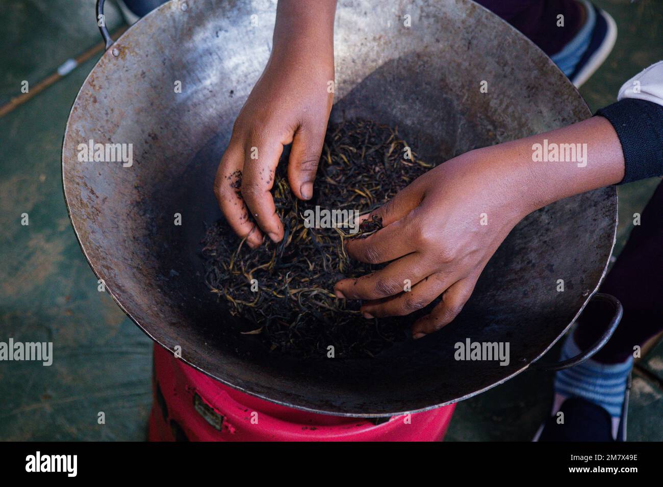 Kenyan Tea green leaves cooking drying up processing traditional way ...
