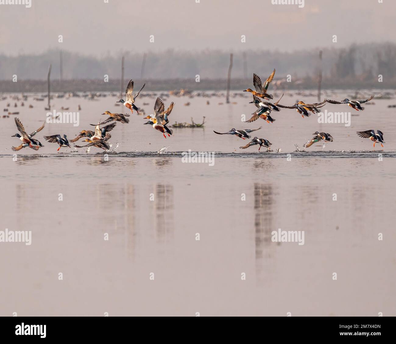 A group of Ducks taking off Stock Photo - Alamy