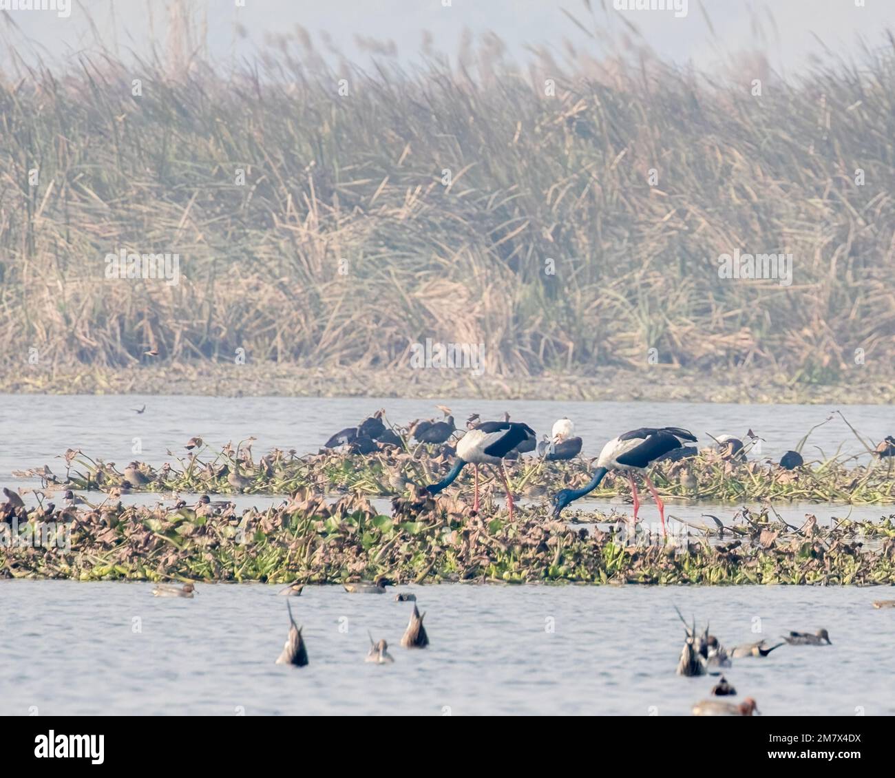A Pair of black neck stork fishing in lake Stock Photo - Alamy