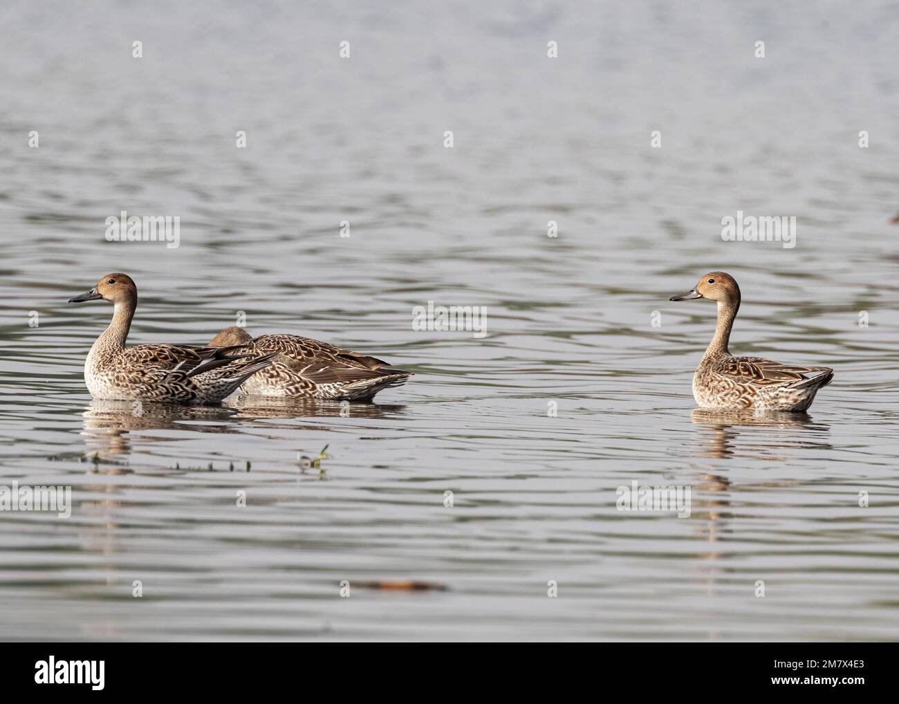 Eurasian Teals swimming in a lake Stock Photo - Alamy