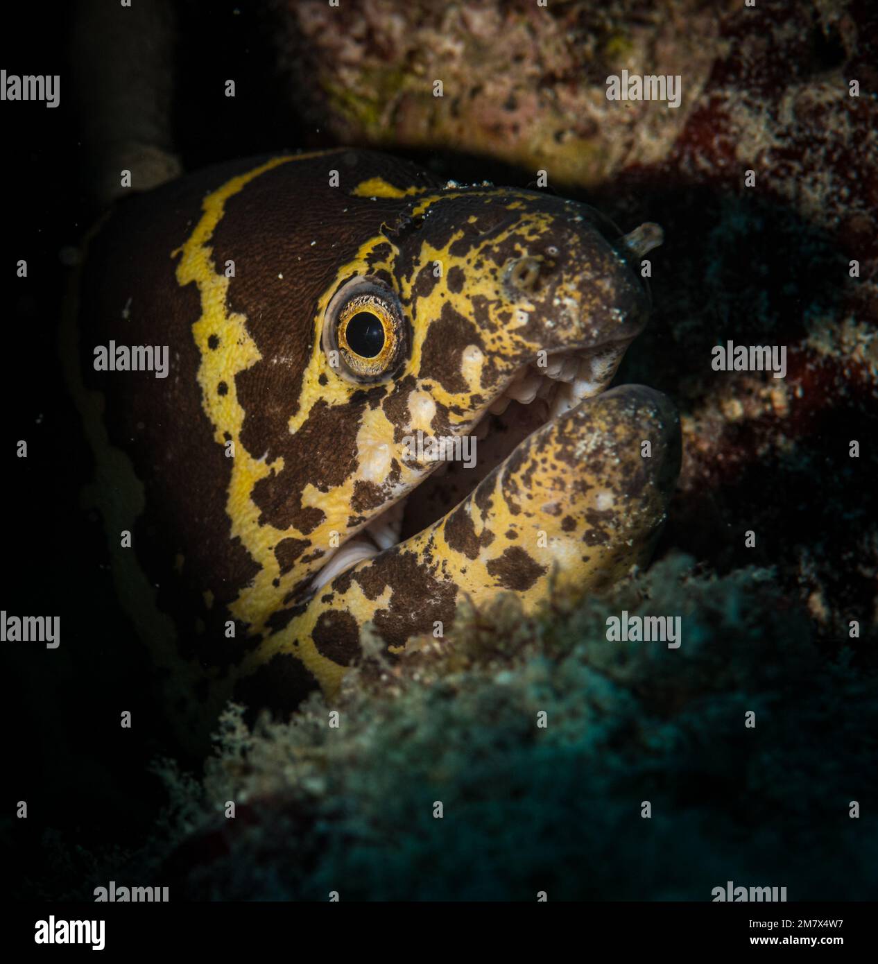 The face and mouth of a Chain Moray eel (Echidna catenata) on the reef ...