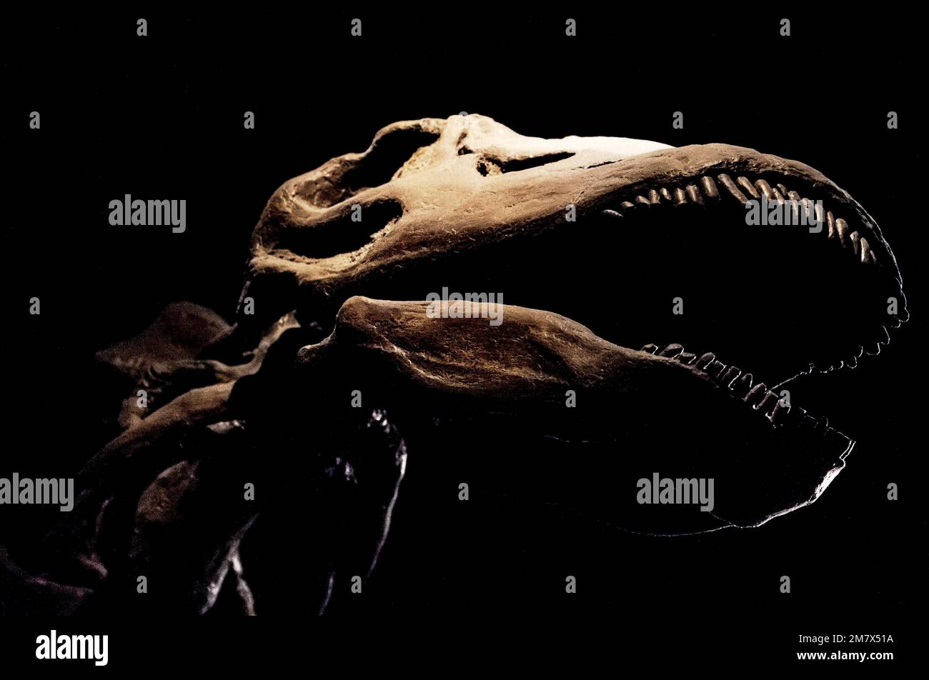 Chicago field museum hi-res stock photography and images - Alamy