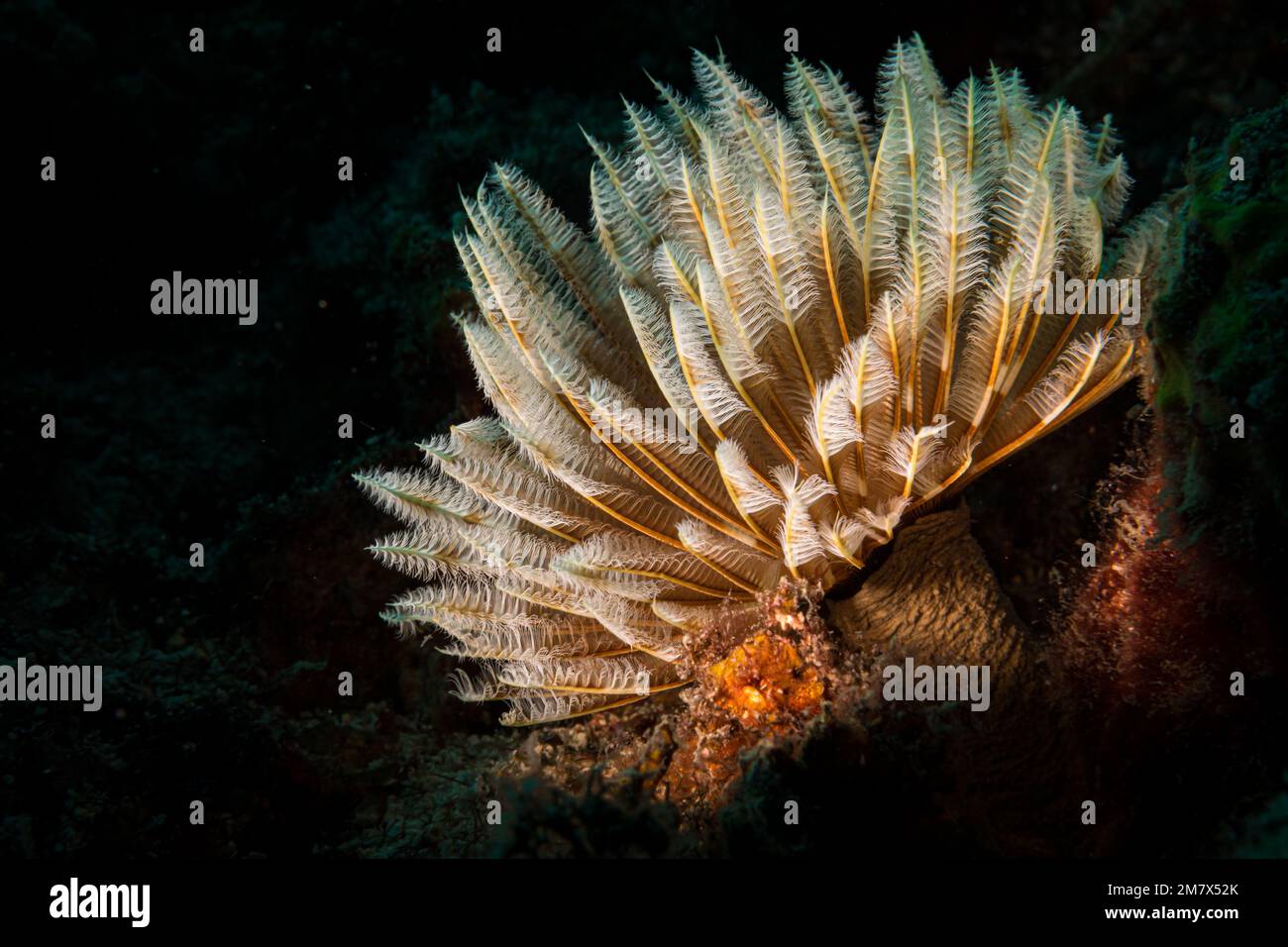 Feather duster worm (Sabellastarte spectabilis) on the reef off the ...
