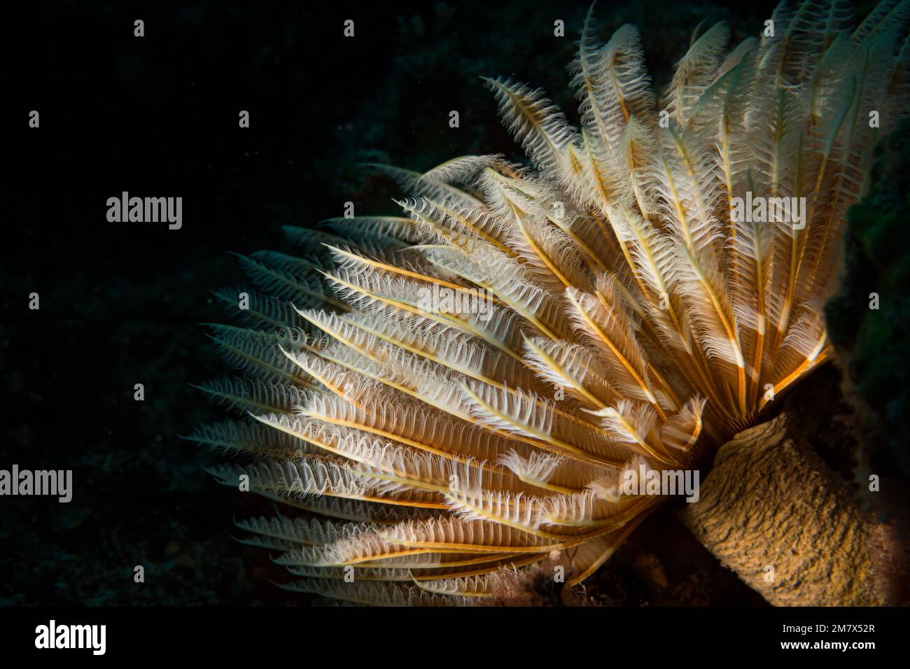 Feather Duster Worm Sabellastarte Spectabilis On The Reef Off The Dutch Caribbean Island Of