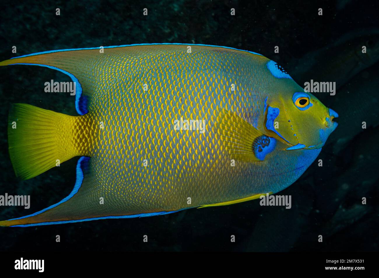 The colours of a Queen Angelfish (Holacanthus ciliaris) on the reef off ...