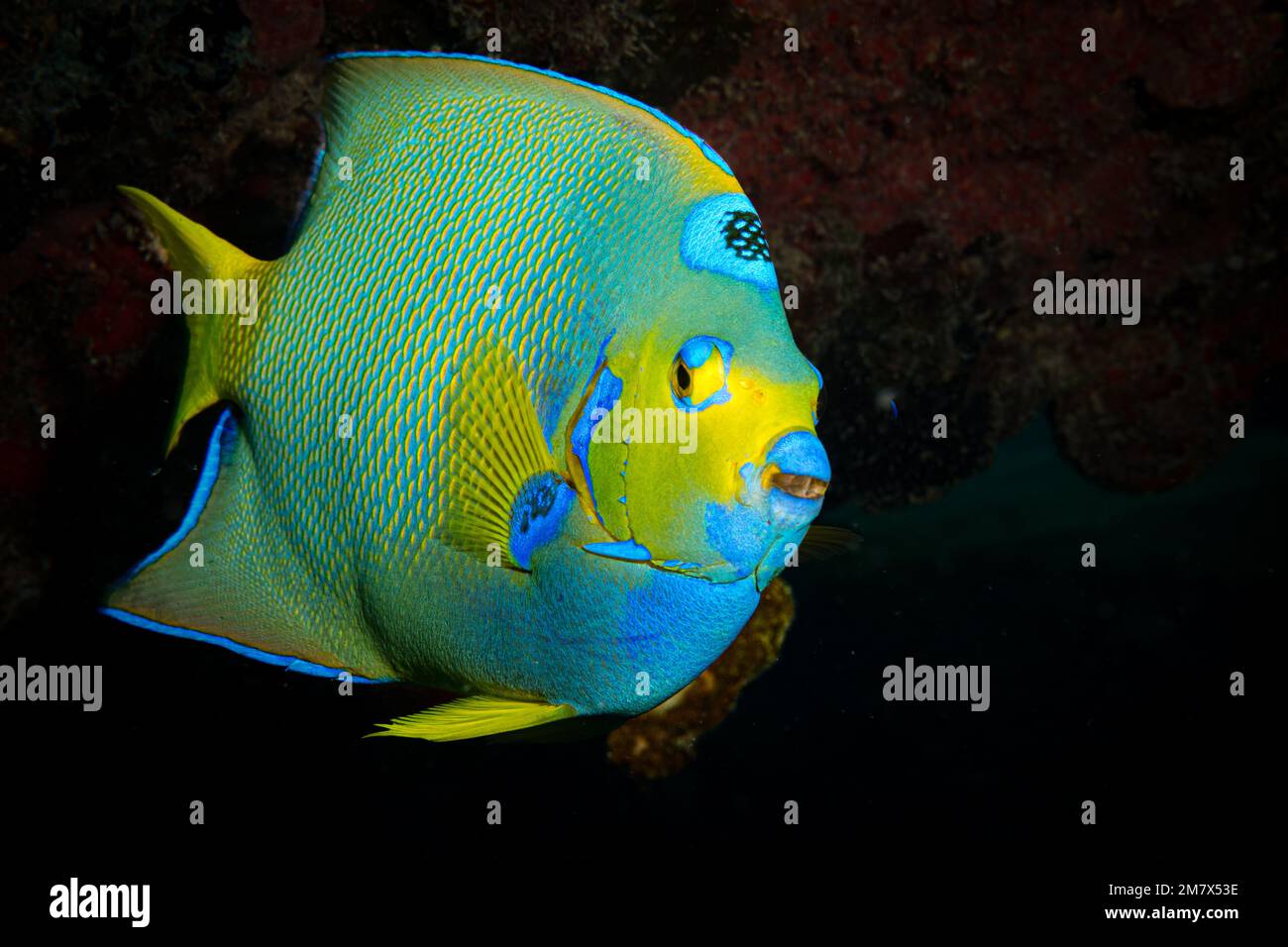 The colours of a Queen Angelfish (Holacanthus ciliaris) on the reef off ...