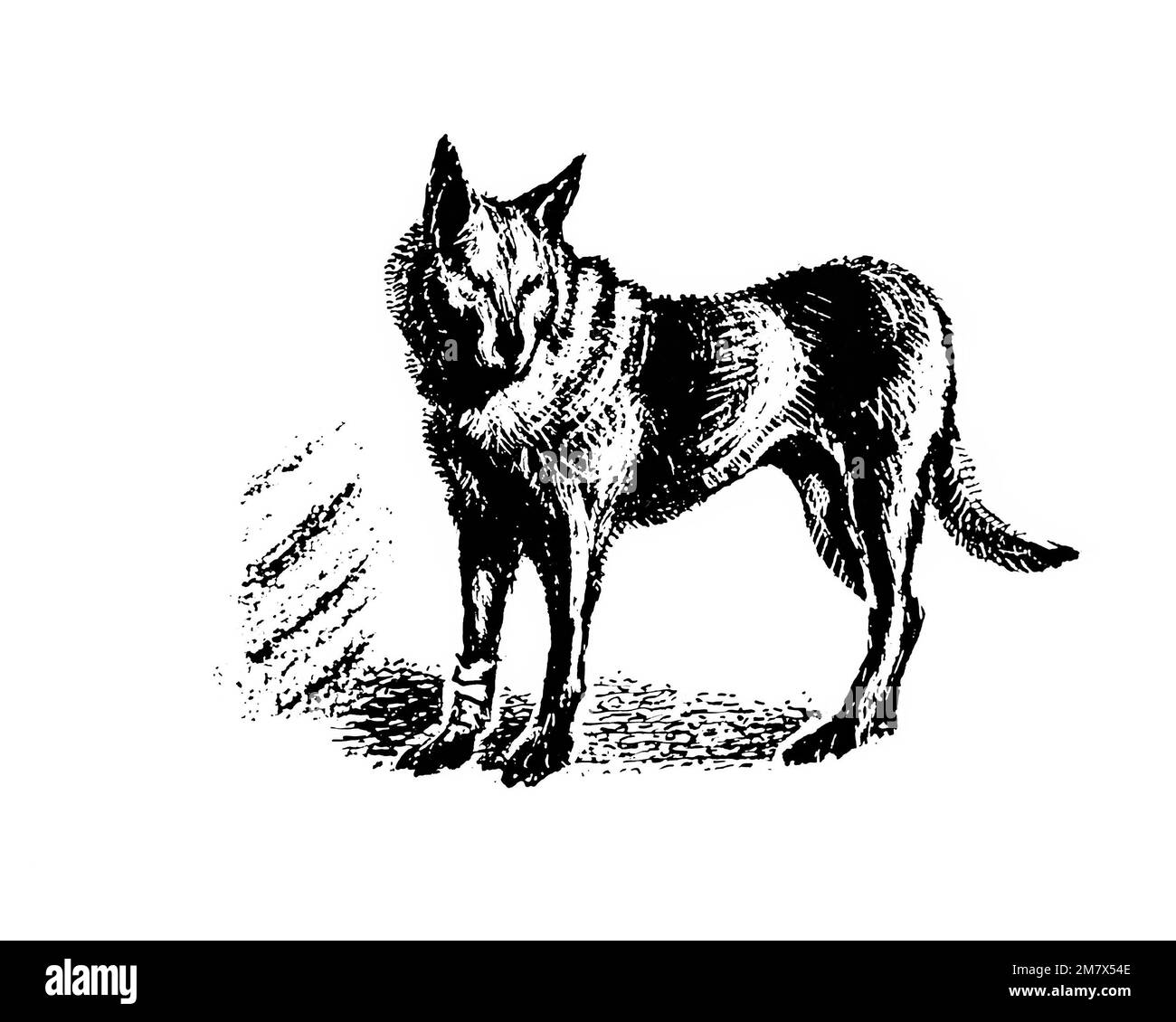 Artwork: "Dog". - Artist: Mabel Peacock. Country: Unknown Stock Photo ...