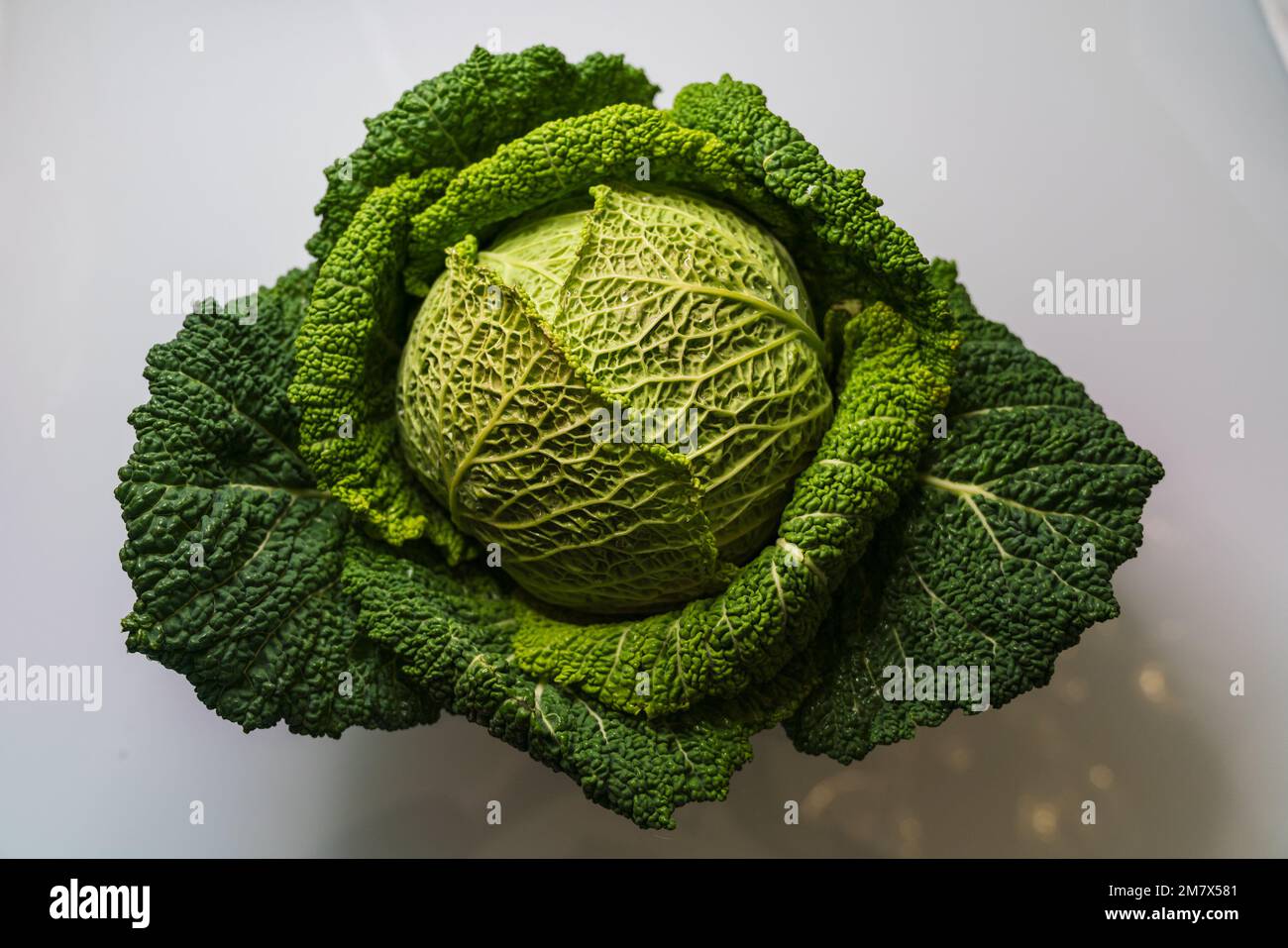 Prominent cabbage hi-res stock photography and images - Alamy