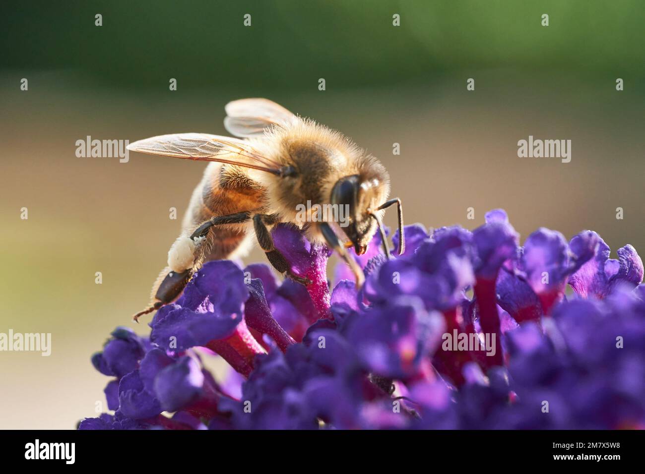 Pollensack hi-res stock photography and images - Alamy