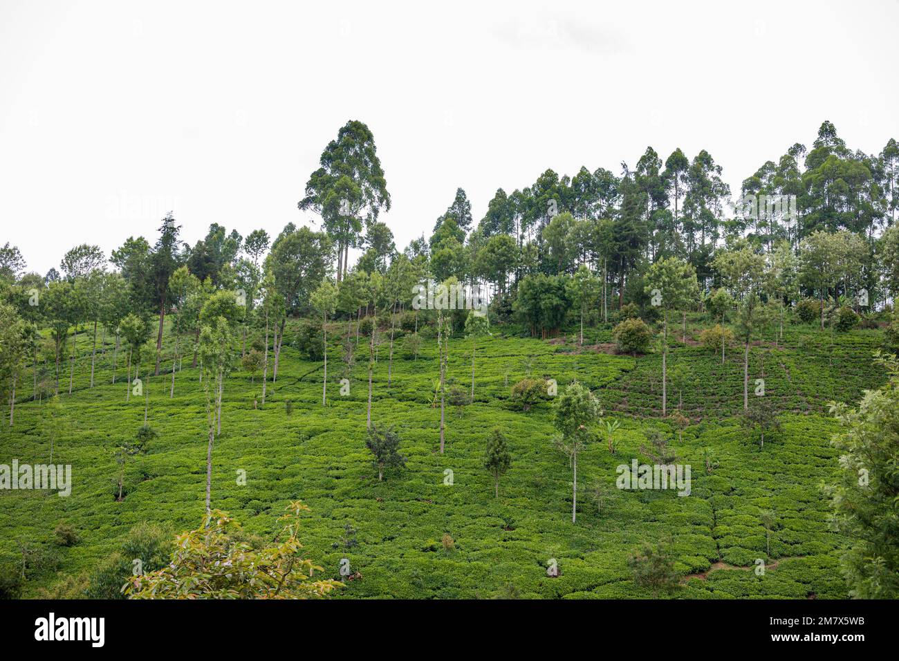 Muranga County Kenya East Africa Landscapes Large Scaling Framing Tea ...