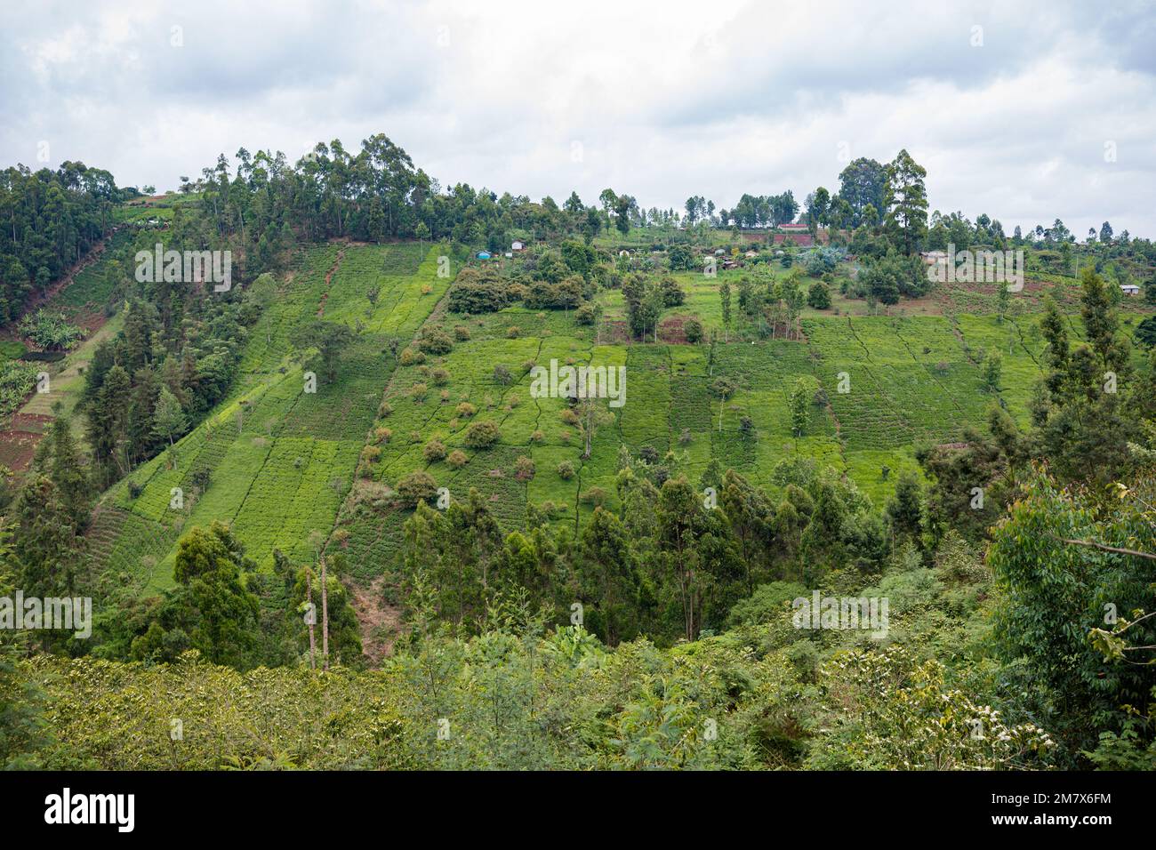 Muranga County Kenya East Africa Landscapes Large Scaling Framing Tea ...