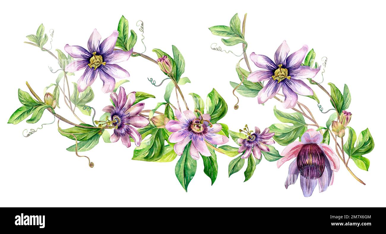 Board of passion flower plant watercolor illustration isolated on white ...