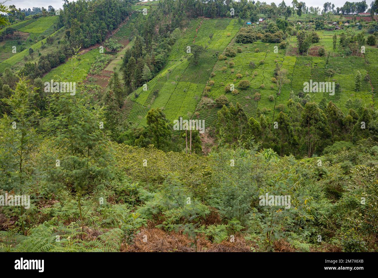 Muranga County Kenya East Africa Landscapes Large Scaling Framing Tea ...