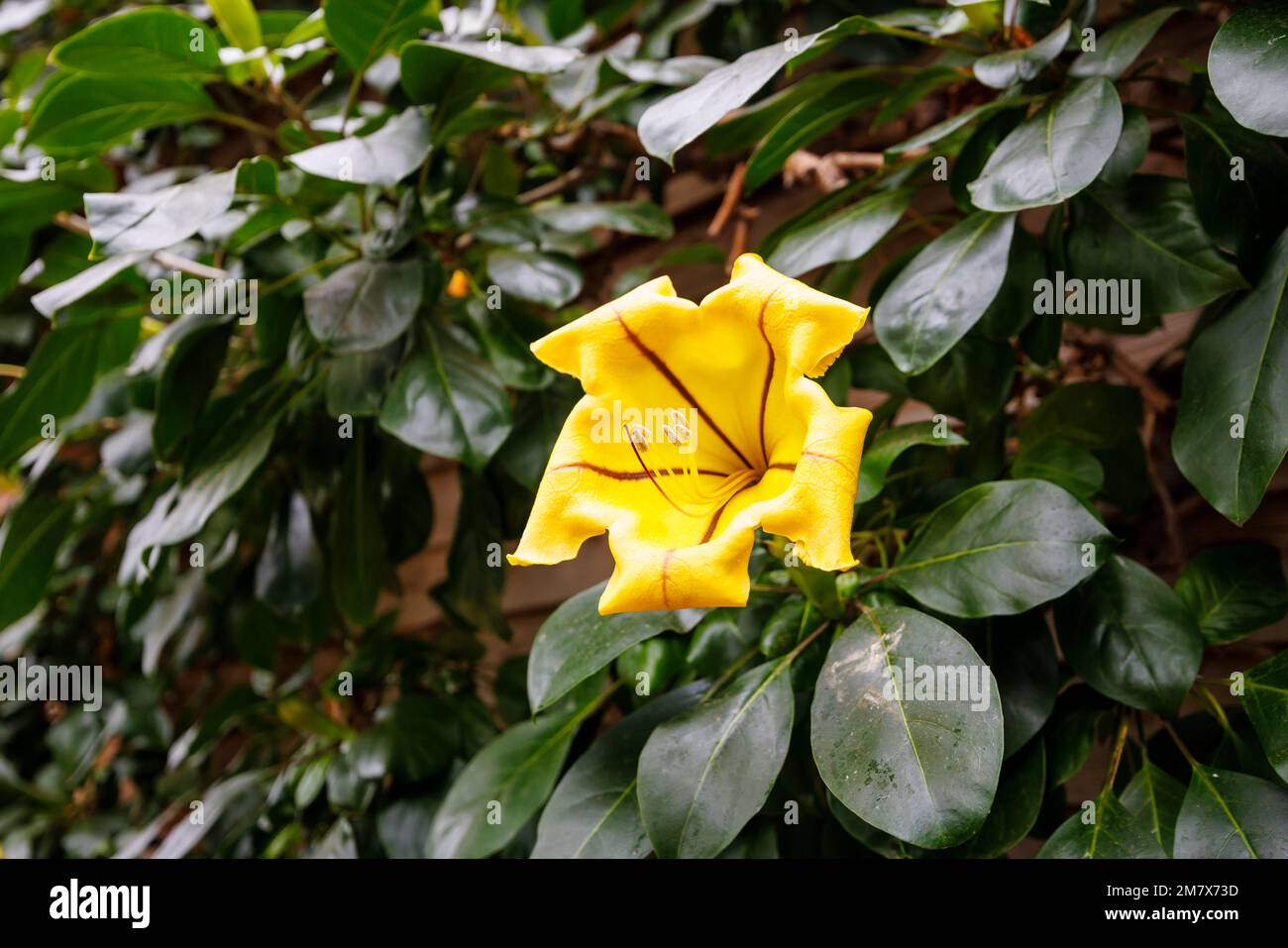 Yellow flower of Solandra maxima (Chalice vine), a vine endemic to ...