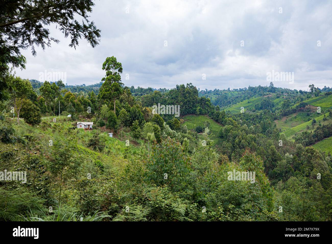 Muranga County Kenya East Africa Landscapes Large Scaling Framing Tea ...