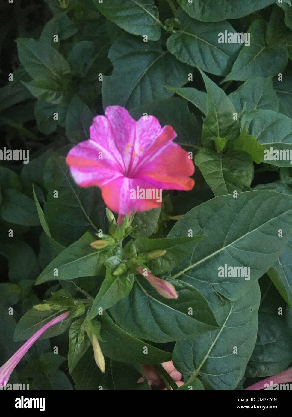 Pink flower called Mirabilis jalapa Stock Photo - Alamy