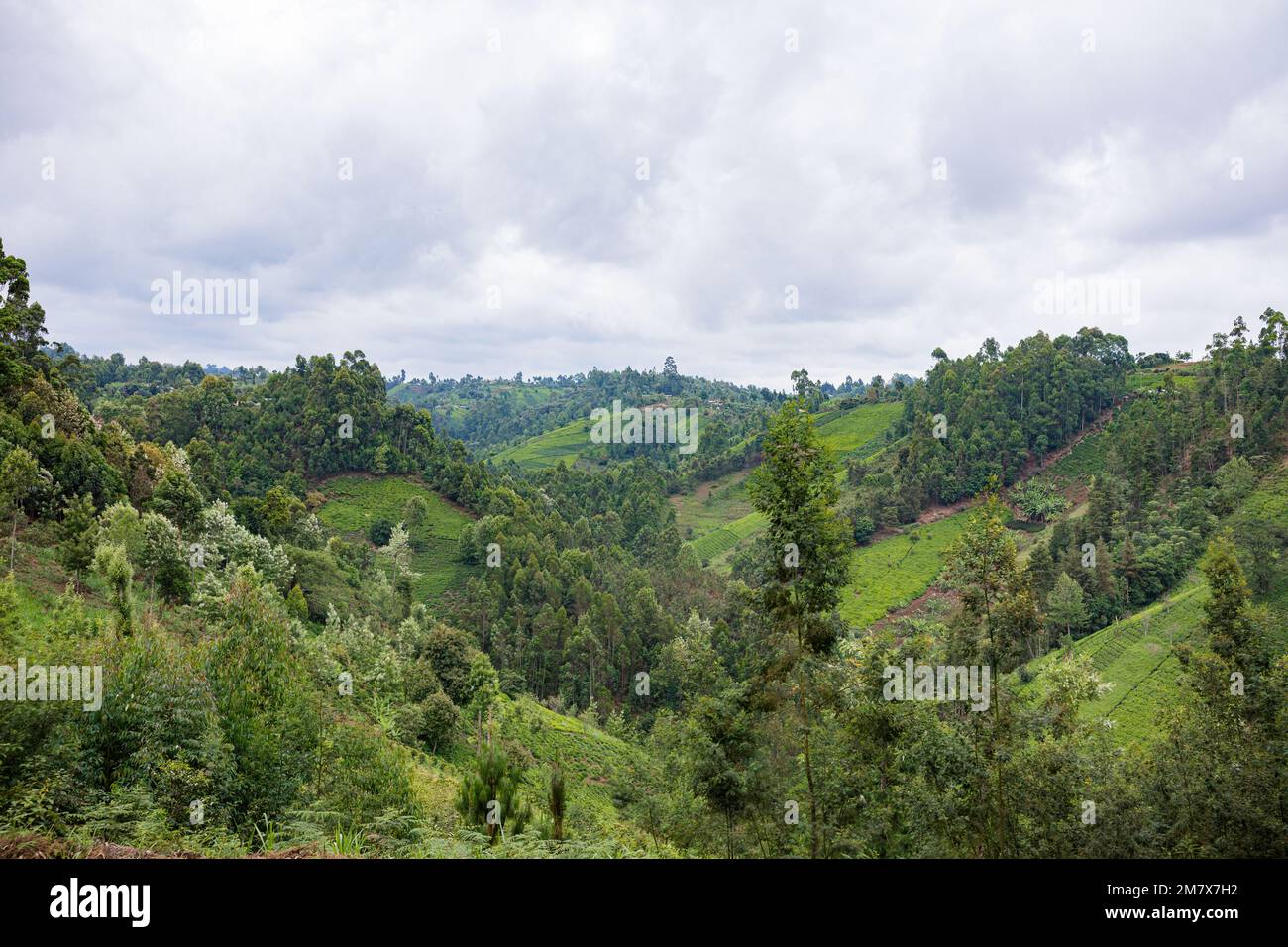 Muranga County Kenya East Africa Landscapes Large Scaling Framing Tea ...