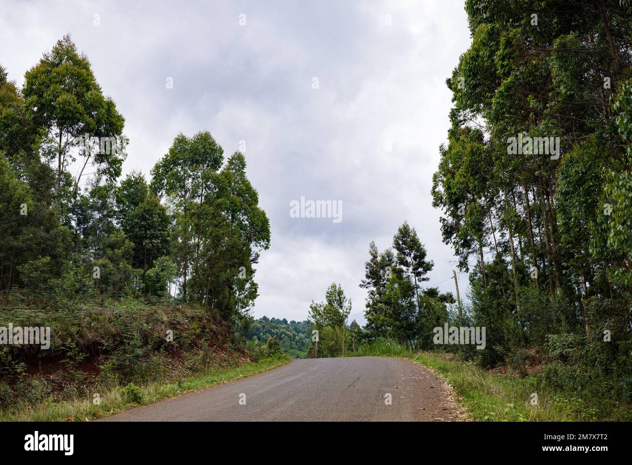 Muranga County Kenya East Africa Landscapes Large Scaling Framing Tea ...