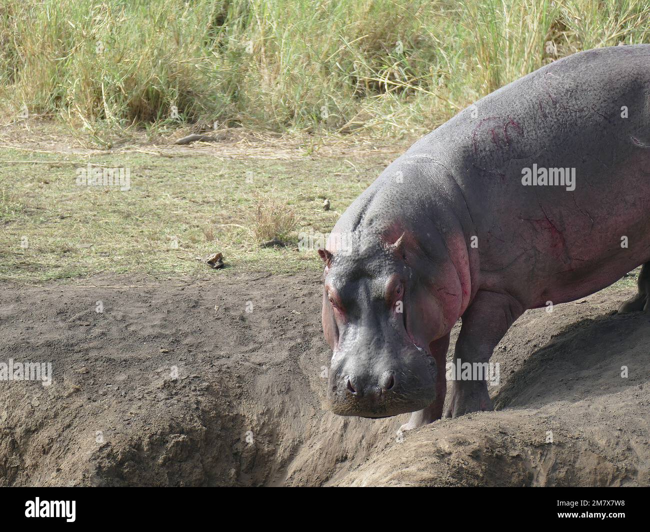 A huge hippopotamus (Hippopotamus amphibius) need to spend most of the ...