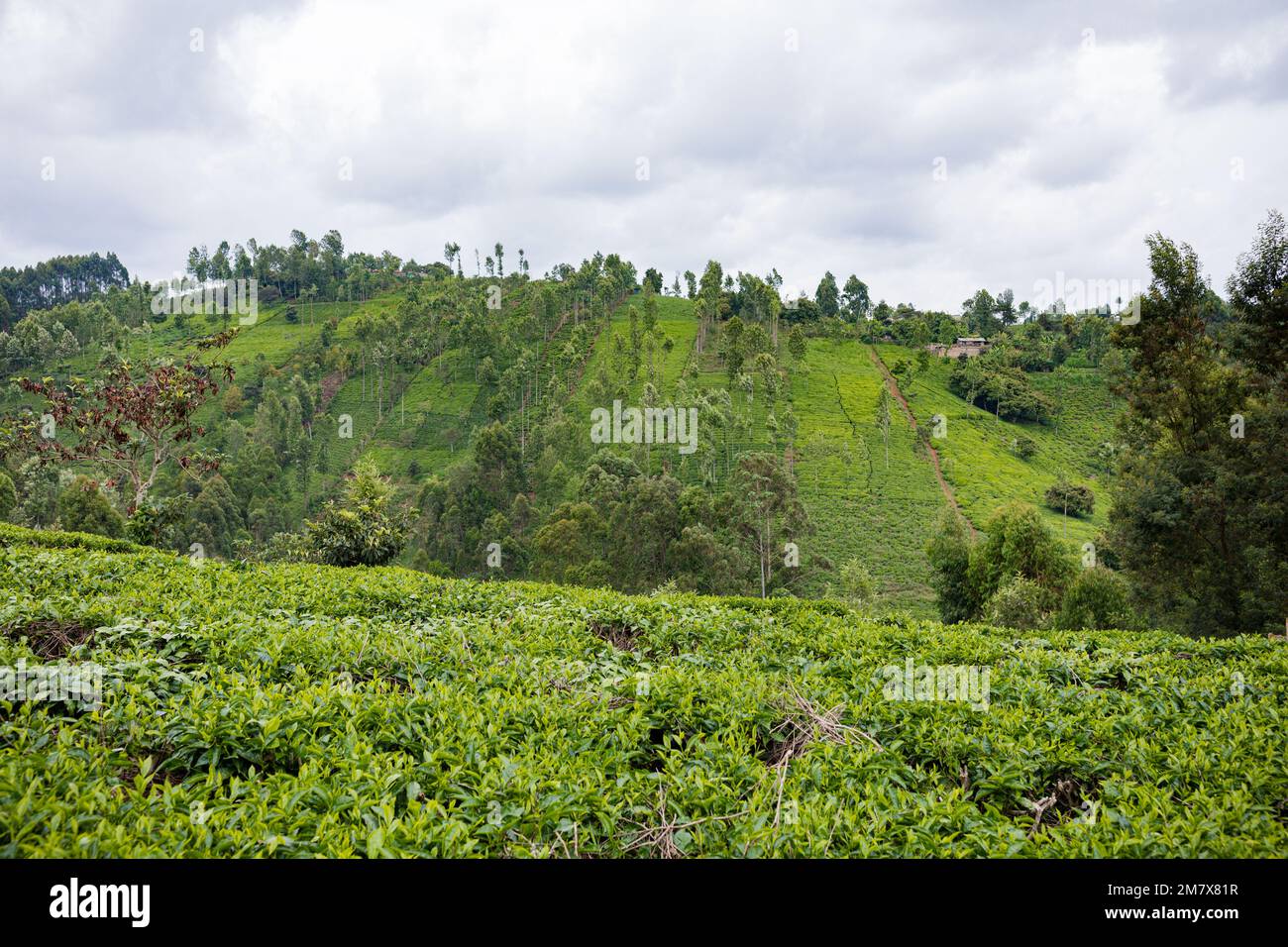 Muranga County Kenya East Africa Landscapes Large Scaling Framing Tea ...