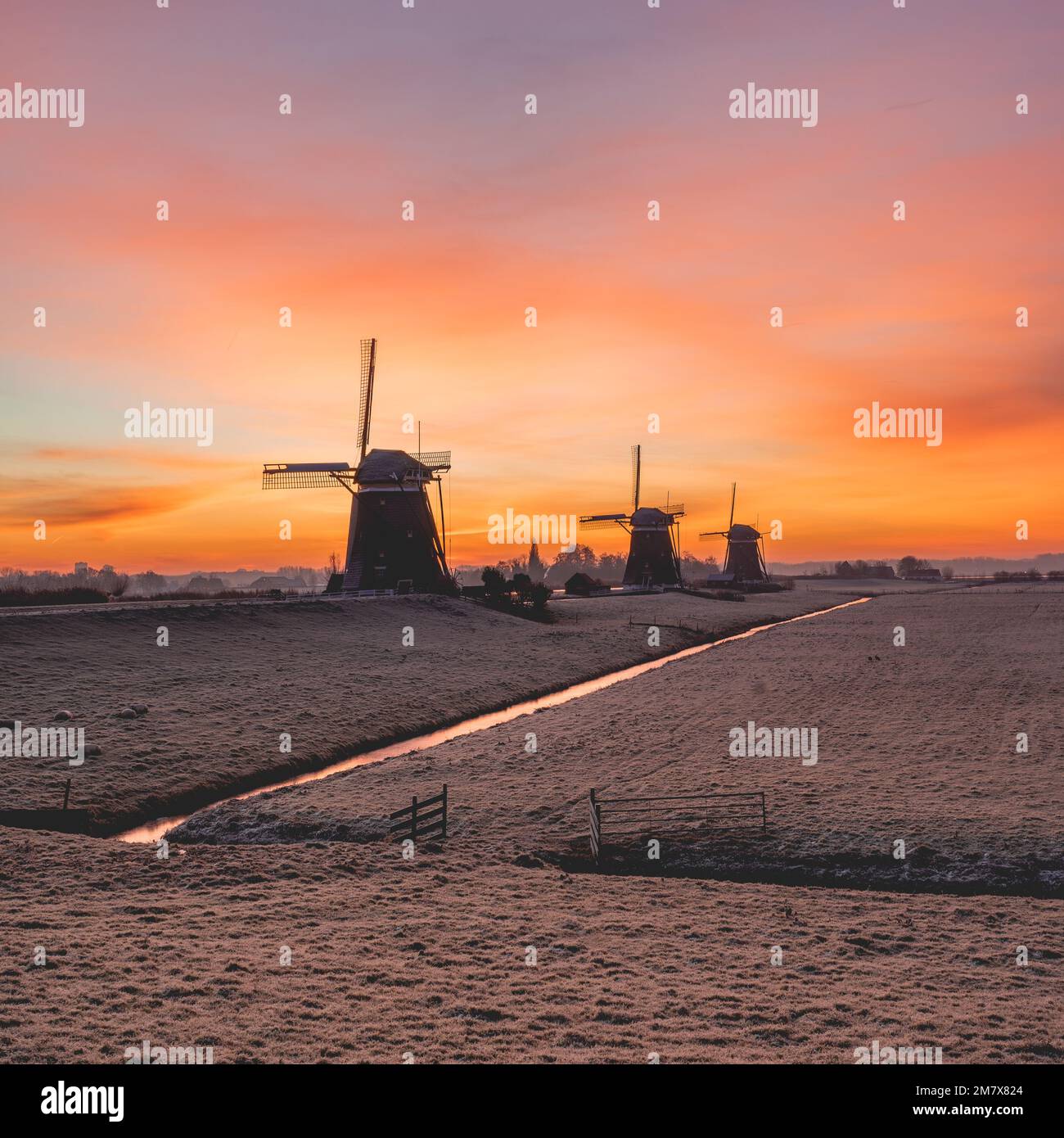 The three windmills at Stompwijk in The Netherlands. During a verg cold ...