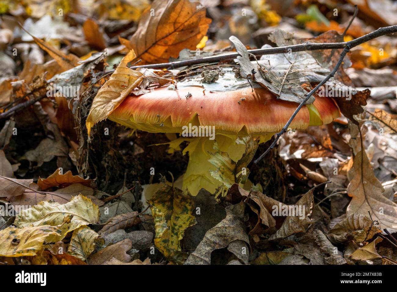 Close up of an Amanita Caesarea Mushroom, aka Caesars Mushroom in ...