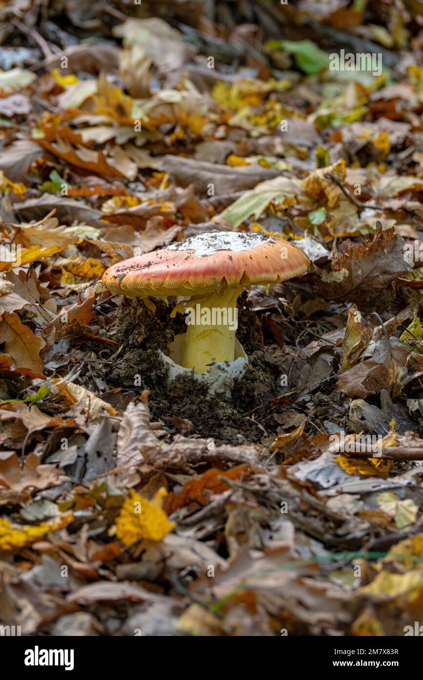Close up of an Amanita Caesarea Mushroom, aka Caesars Mushroom in ...